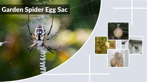 Garden Spider Egg Sac Identification Hatching And Care Guide