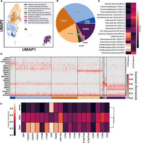 Detailed Survey Of An In Vitro Intestinal Epithelium Model By Single Cell Transcriptomics Iscience