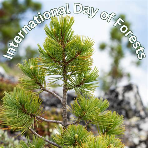 Whitebark Pine Ecosystem Foundation Of Canada