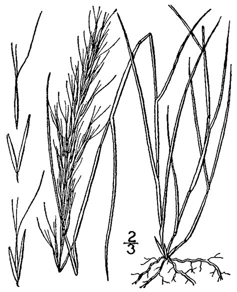 Aristida Adscensionis Knowyourweeds