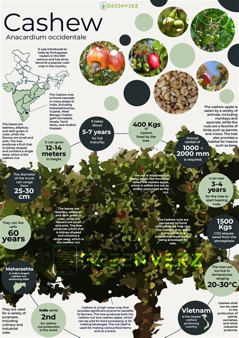Infographics Of Cashew Tree Greenverz