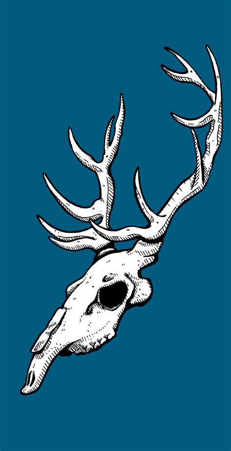 Buck Skull Drawing