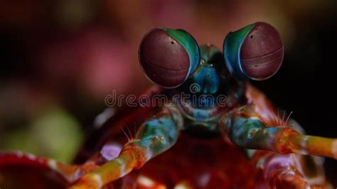 Close Up Of Peacock Mantis Shrimp Stock Video Video Of Critters Asia