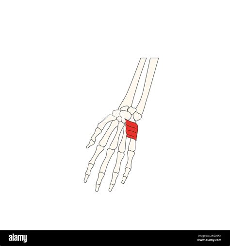 Palmaris Brevis Muscle Cut Out Stock Images And Pictures Alamy