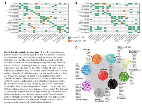 A Subcellular Map Of The Human Proteome文献解读及成功案例