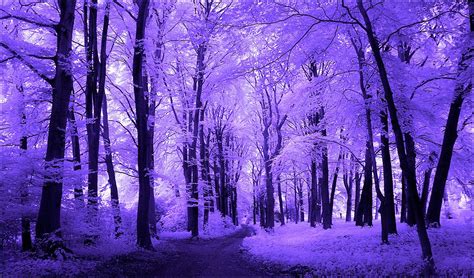 Purple Forest Wallpapers 4k Hd Backgrounds On Wallpaperbat