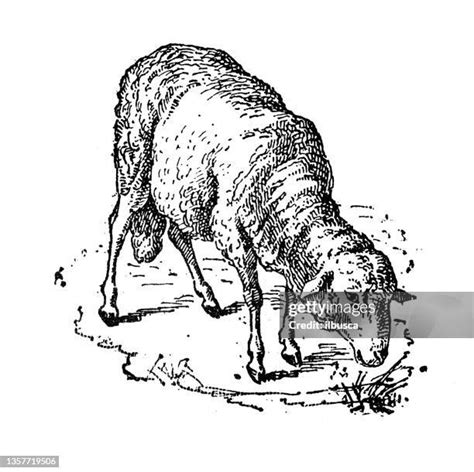 Mutton Drawing Photos And Premium High Res Pictures Getty Images