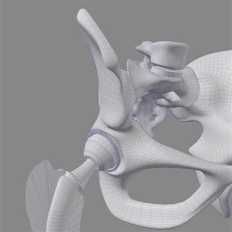 Hip Joint Replacement Flippednormals