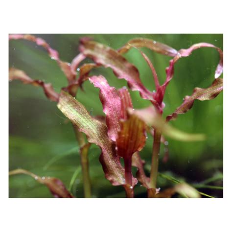 Murdannia Engelsii Red Murdannia Murdannia Sp Red