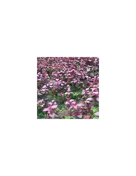 Hemigraphis Sp Pink Terrarium Plant