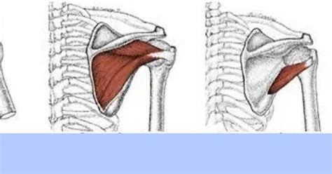 Rotator Cuff Album On Imgur