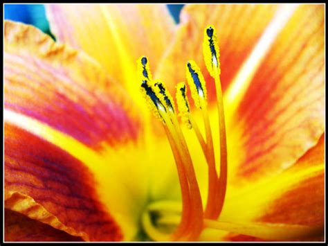 Crin 2 By Adu0 On Deviantart