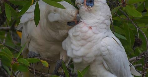 Corella Imgur