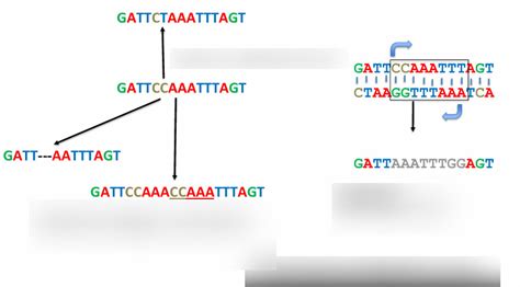 Biol 443 Exam 1 Part 4 Diagram Quizlet