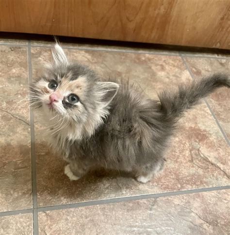 Holly My Foster Squish R Illegallysmolcats