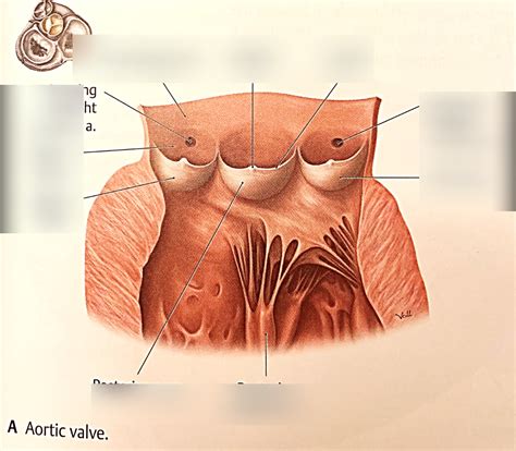 Aortic Valve Diagram Quizlet Aortic Valve Diagram Quizlet