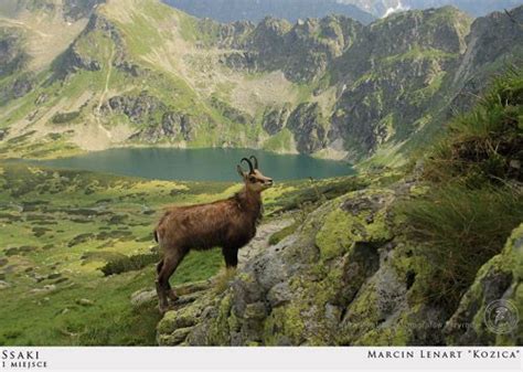 Goat Marcin Lenart Wonders Of The World Scenery Nature
