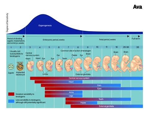 Pregnancy Information Ava Health