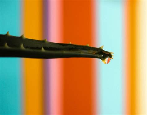 Premium Photo Close Up Of Aloe Leaf On Multi Colored Background