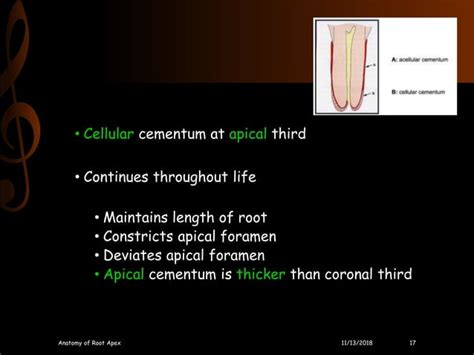 Anatomy Of Root Apex Pptx