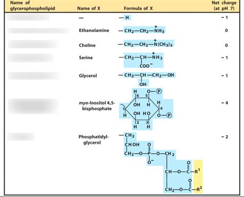 Head Groups Of Common Glycerophospholipids Diagram Quizlet