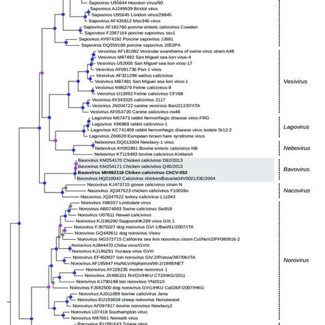 Phylogenetic Tree Based On The Viral Capsid Region Of The Genome Of