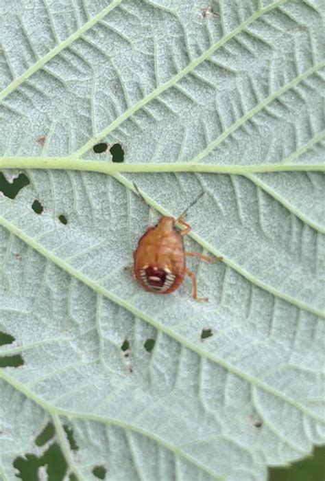 Dining On Raspberry Leaves Having Some Difficulty Identifying R
