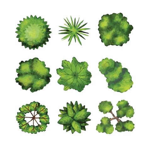 Tree Plan Vector Art Icons And Graphics For Free Download