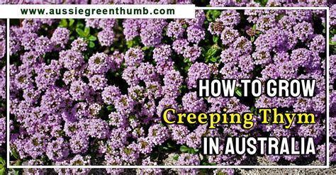 Creeping Thyme Varieties Australia At James Glassop Blog