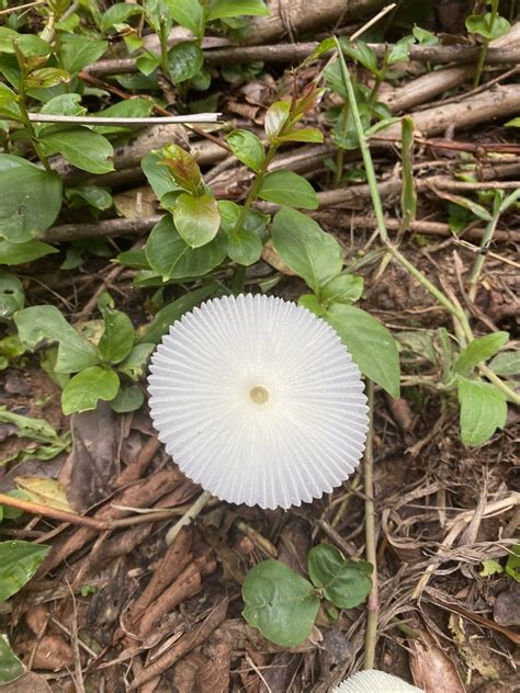 Fragile Dapperling In February 2023 By Paulo H Ott · Inaturalist