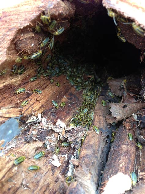 Elm Leaf Beetle Treatment Tree Fx