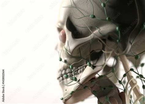 Anatomy Illustration Showing Skull And Lymph Nodes 3d Illustration