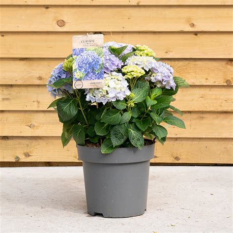 Hydrangea Shrub Orchard Nurseries Selby