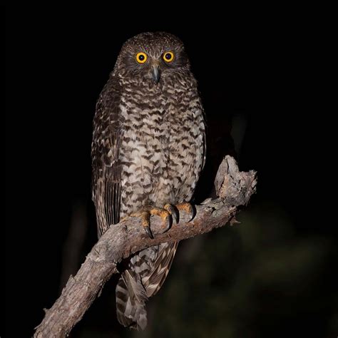 Raptor Field Guide Australian Raptor Care And Conservation Inc