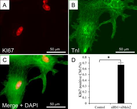 Isolation Transfection And Long Term Culture Of Adult Mouse And Rat Cardiomyocytes