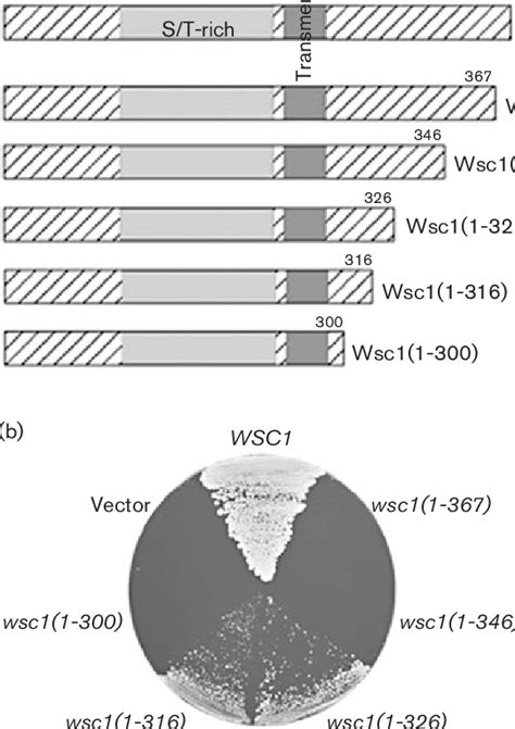 A C Terminal Truncations Of Wsc1 B Complementation Of The Cell