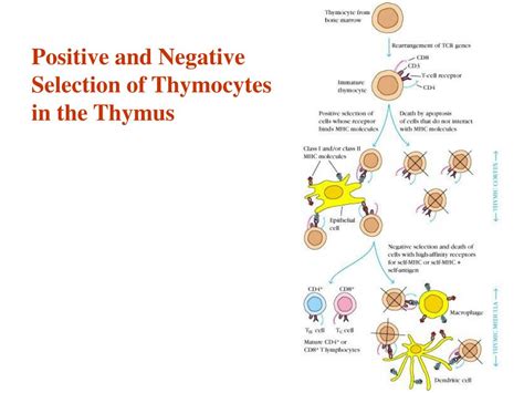 Ppt Chapter 10 T Cell Maturation Activation And Powerpoint
