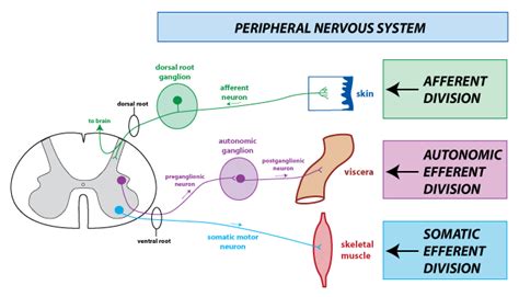 Afferent And Efferent Pathways And The Role Of Interneurons