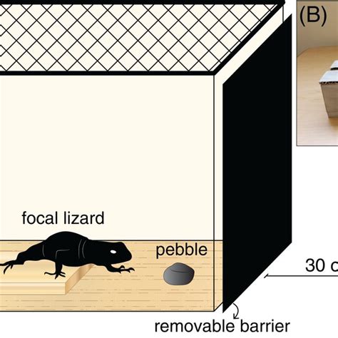 A Experimental Setup To Examine Brain Transcriptome Responses To Download Scientific Diagram