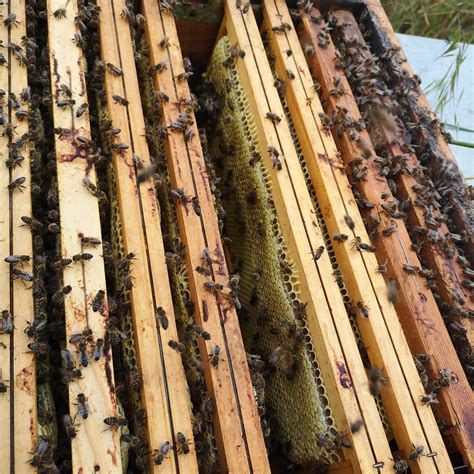 Vito Salluzzo Foodoteka