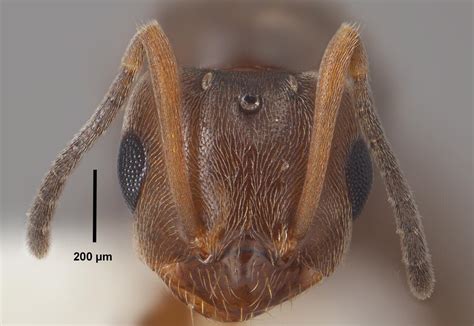 Brachymyrmex Patagonicus Mayr 1868