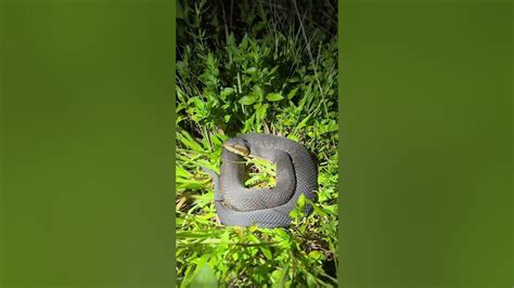 Yoink Guy 20 Foot Burmese Python Youtube