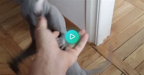 Sphynx Album On Imgur