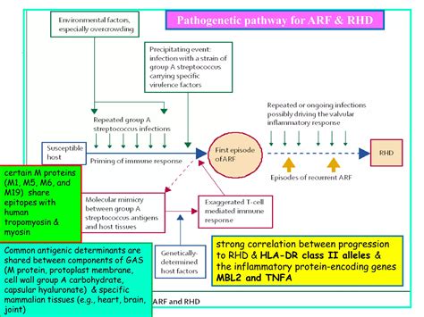 22 Acute Rheumatic Feverppt Infectious Diseases Diseases And