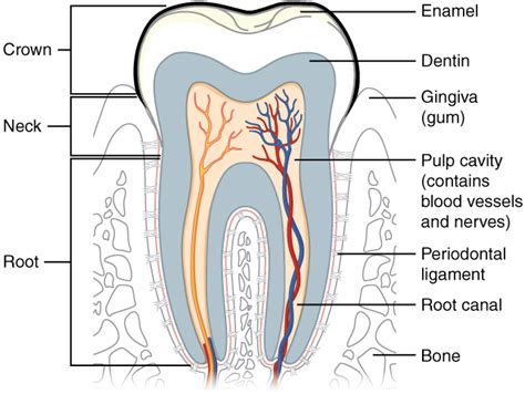 The Mouth Pharynx And Esophagus · Anatomy And Physiology