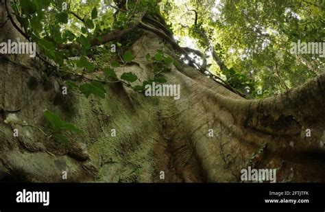 Tree And Buttress Root Stock Videos And Footage Hd And 4k Video Clips