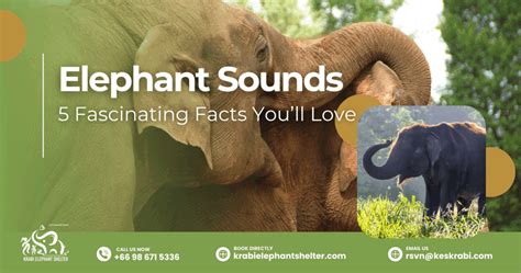 Elephant Sounds 5 Fascinating Facts Youll Love Krabi Elephant Shelter