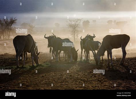 Blue Wildebeest And Elands Eating Grass Early In The Morning In The