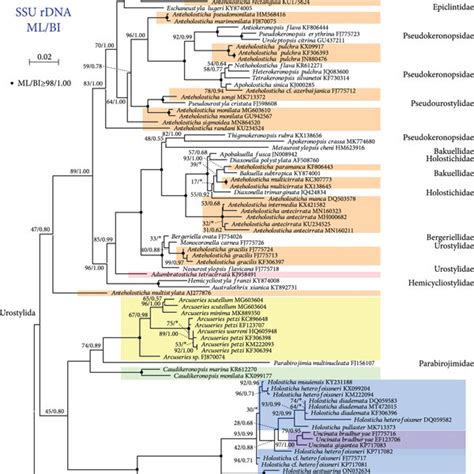 maximum likelihood ml and bayesian inference bi phylogenetic trees