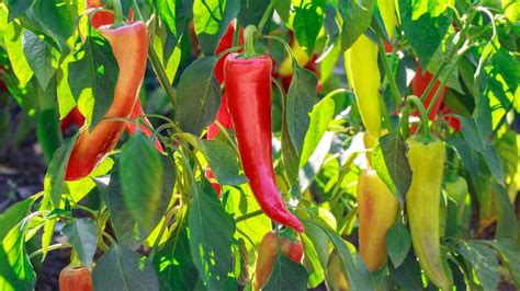 5 Variétés De Piment à Cultiver Dans Son Jardin